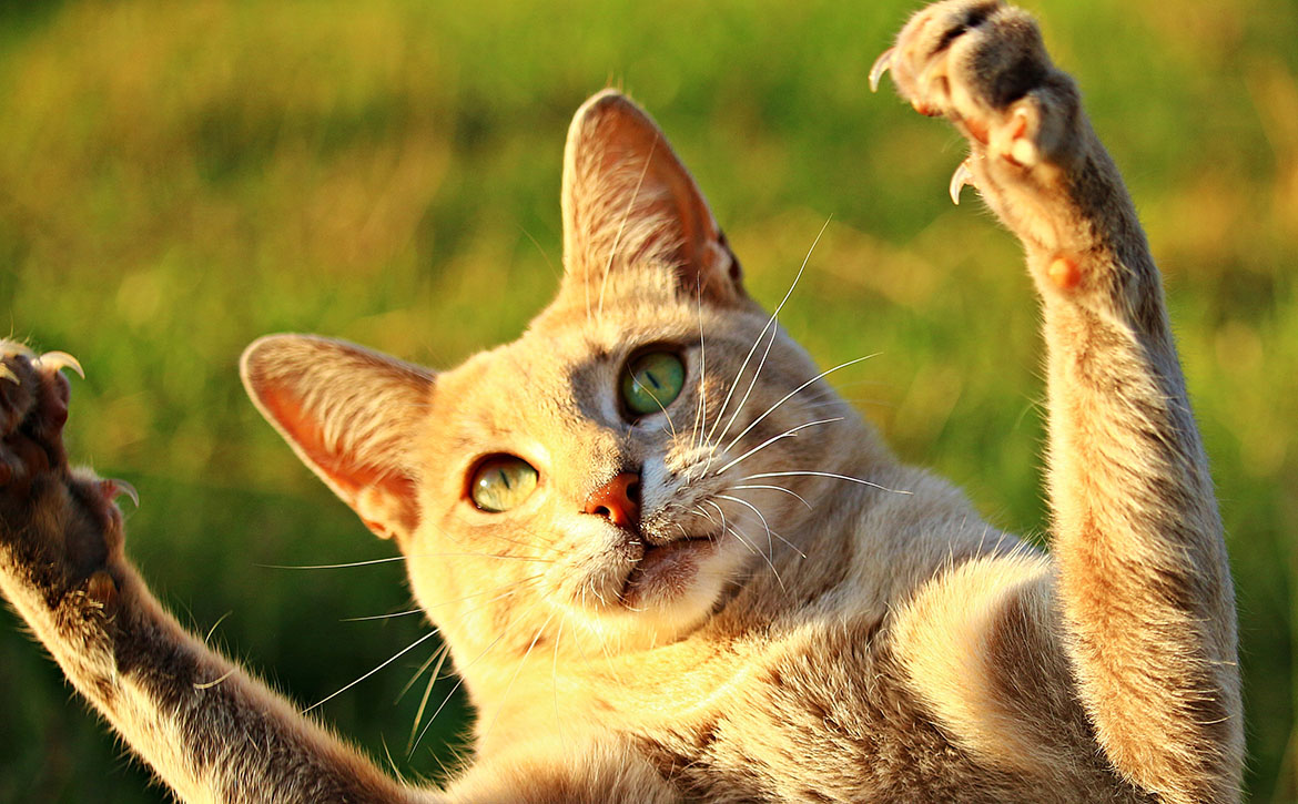 Leasing Incentives and 'claw-backs' - Hunt & Hunt Lawyers